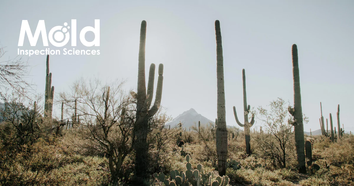 Mold Inspection Phoenix | +1.602.247.8681