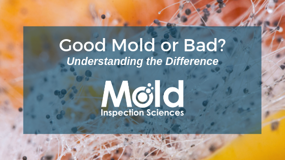 How to Tell: Good Mold or Bad Mold?
